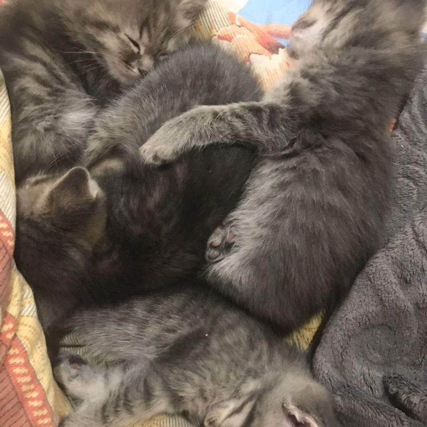 Котята в добрые руки бесплатно