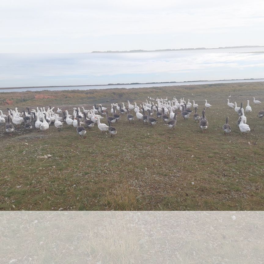 Яйцо гусиное