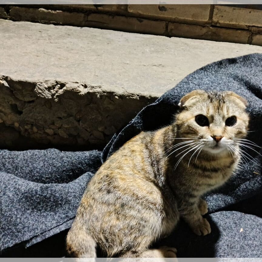 Шотландская вислоухая длинношёрстная, взрослая кошка