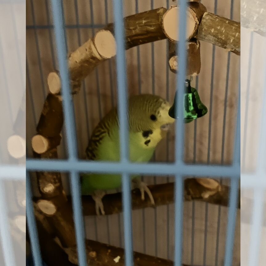 Волнистый попугай с клеткой