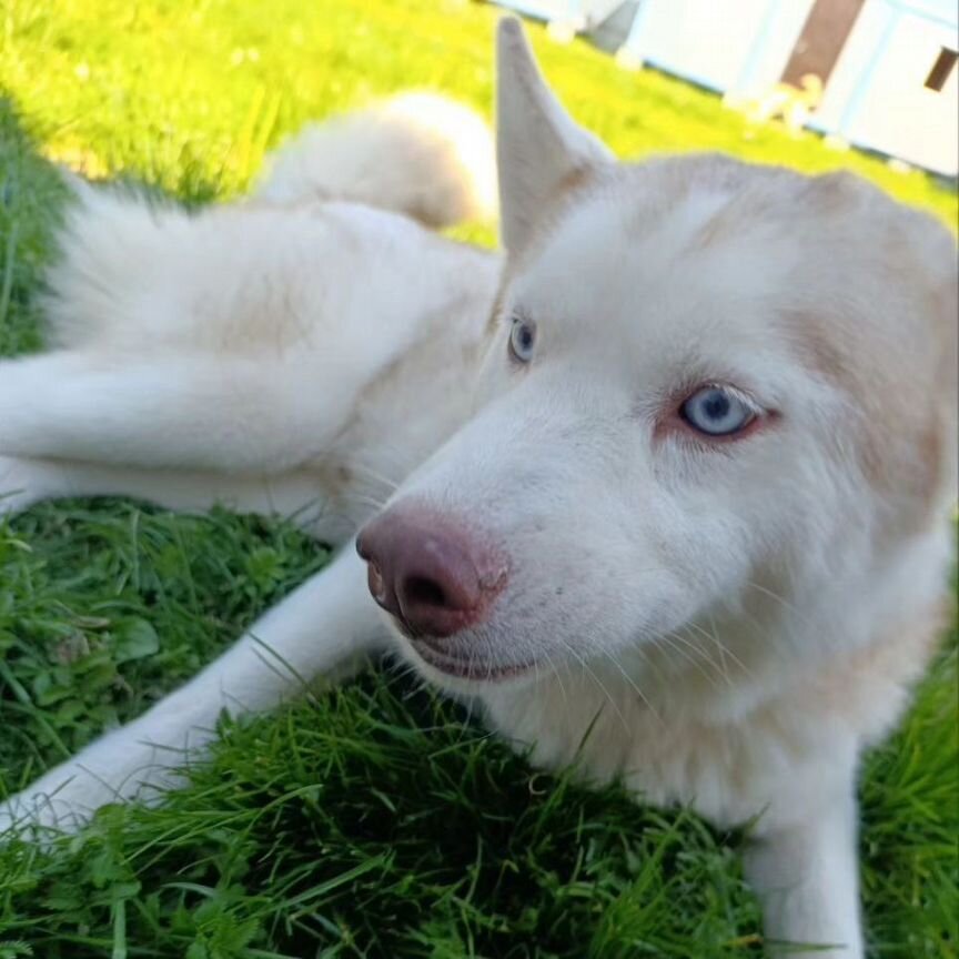 Ласковый хаски грустит без семьи