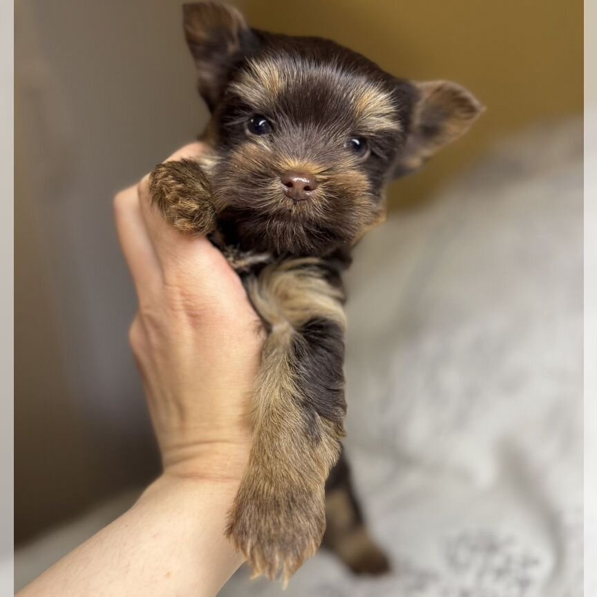 Йоркширский терьер, щенок