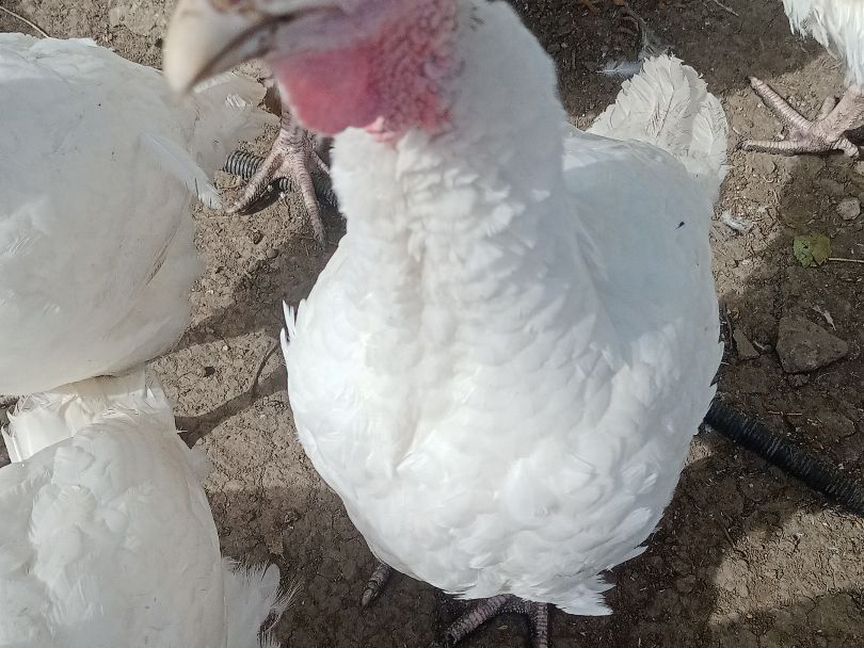 Индюки биг 6