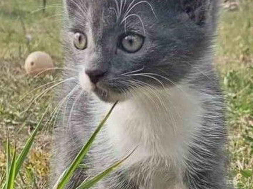 Русская голубая