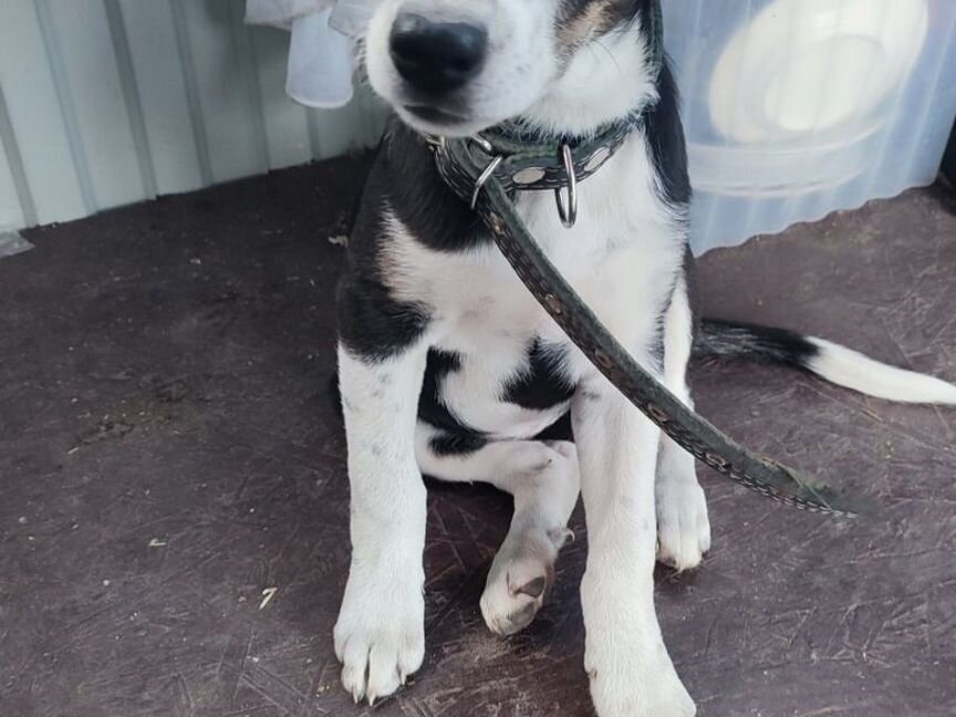 Девочке нужен дом и добрые ручки