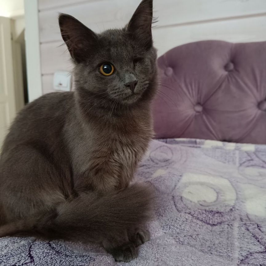 Кошечка в добрые руки