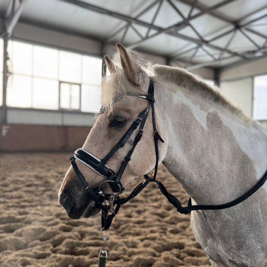 Оголовье для лошади pony