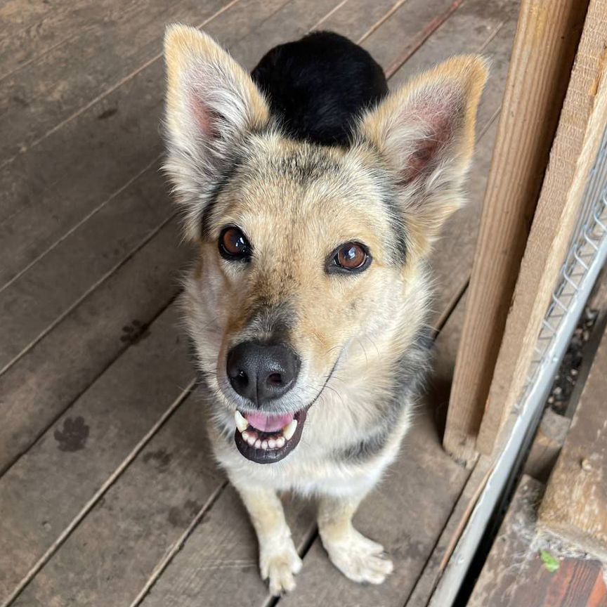 Взрослая собака в добрые руки