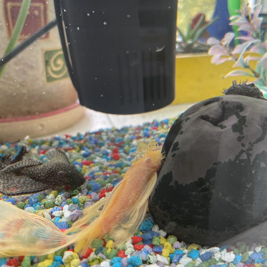 Сомик анцитрус золотой