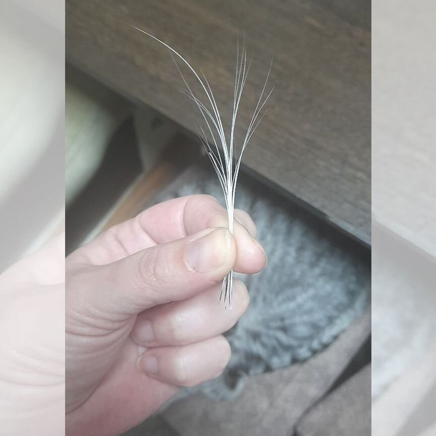 Шотландский прямоухий длинношёрстный, взрослый кот