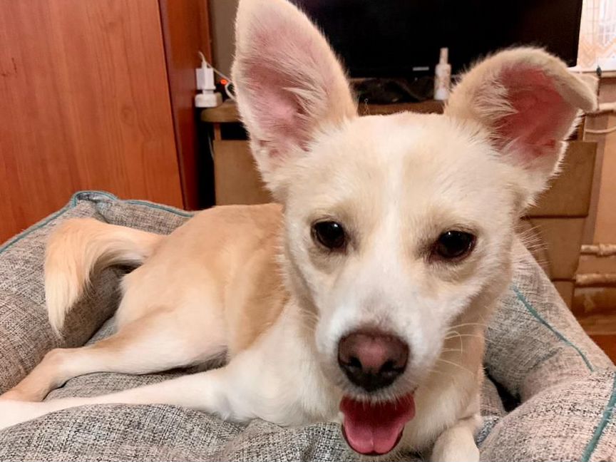 Собака в добрые руки