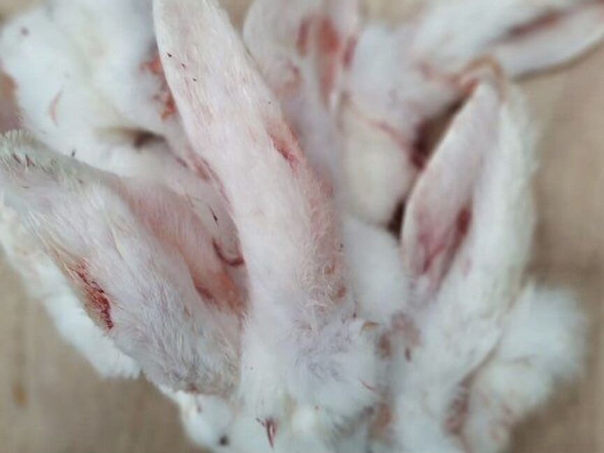 Лакомства для собак