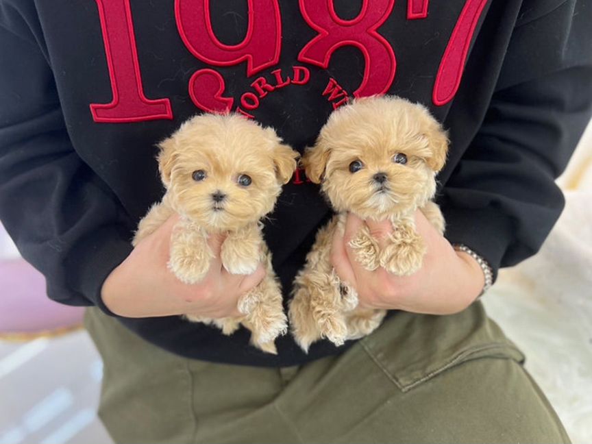 Мальтипу f1 микро братик и сестричка