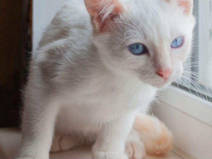Котенок редкого окраса red point