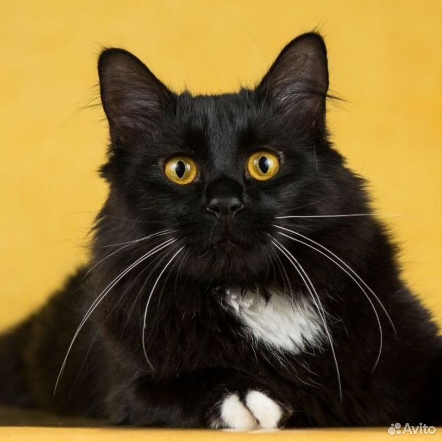 Пушистик, малыш Падди ищет семью