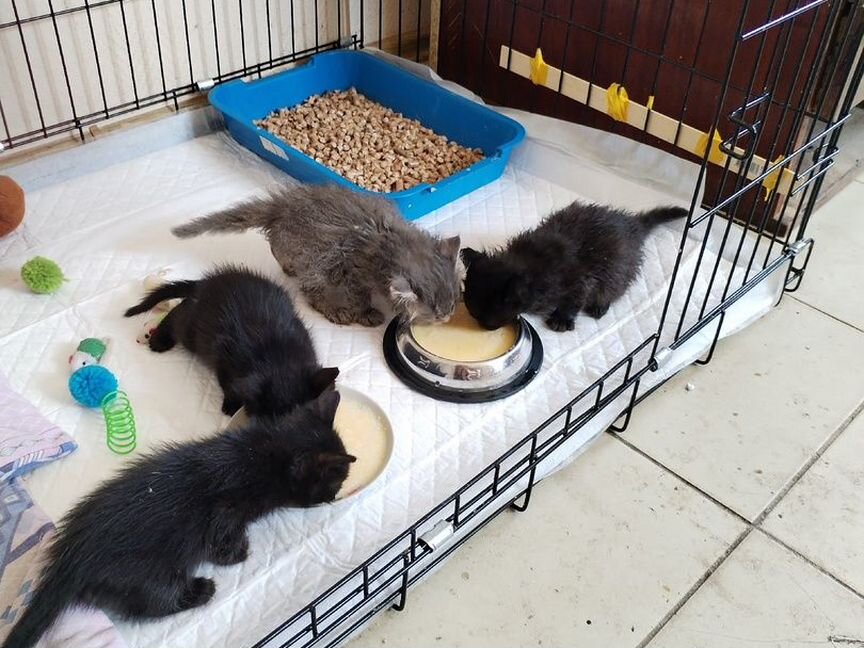 Котята в добрые руки