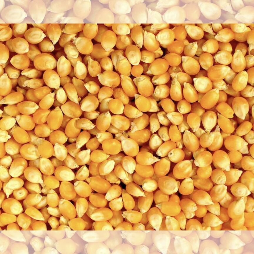 Кукуруза зерно