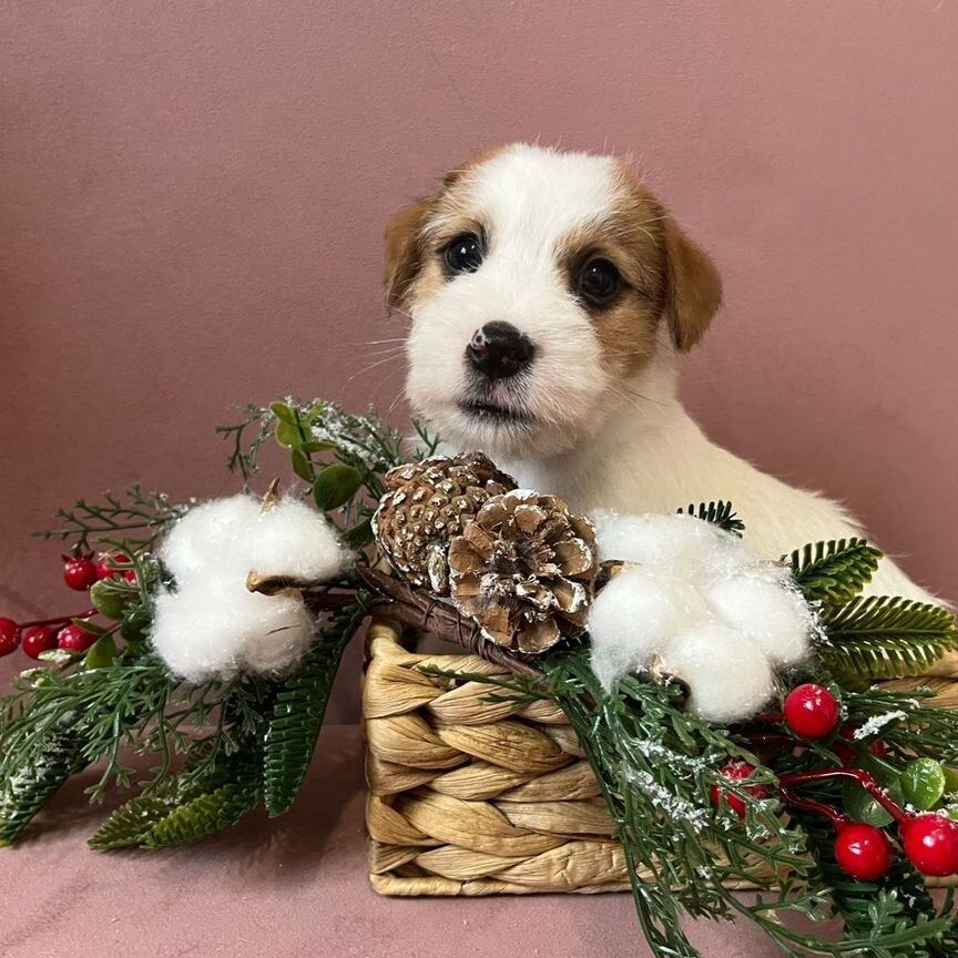 Джек-рассел-терьер, щенок