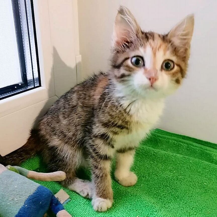 Котенок девочка 2 месяца трёхцветная
