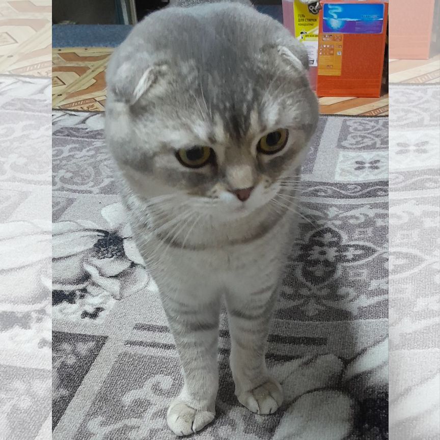 Шотландская вислоухая кошка серая