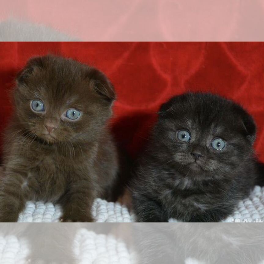 Шотландские вислоухие котята