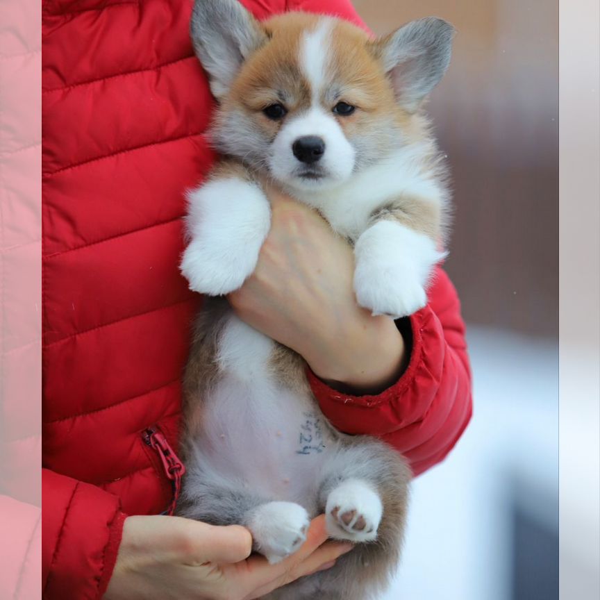 Вельш Корги Пемброк, щенок