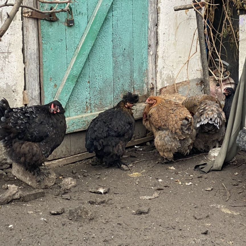 Куры куропатчатая брамма