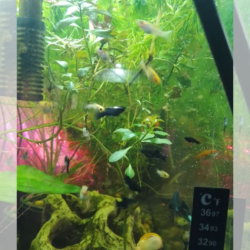 Подростки гуппи пицилии молинезии