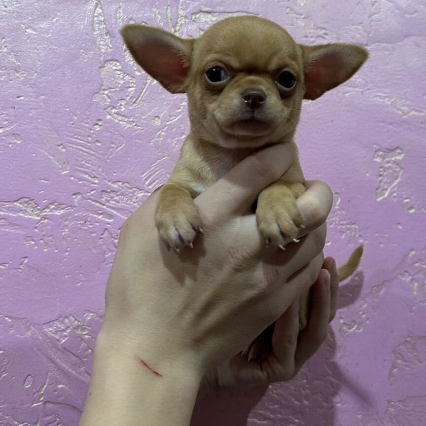 Щенки чихуахуа мини