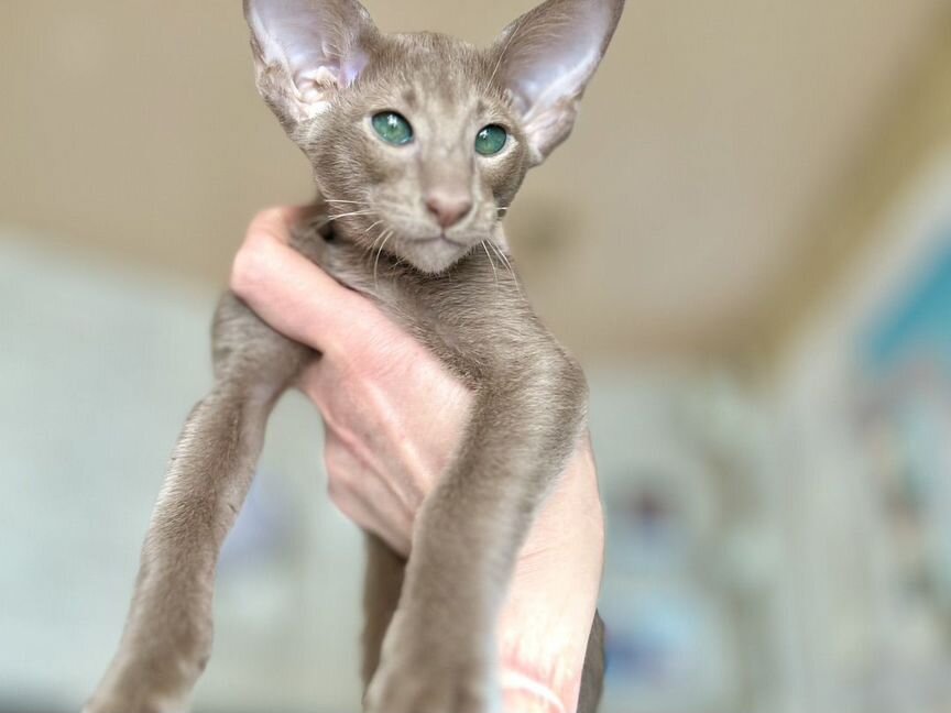 Ориентальный лиловый котенок