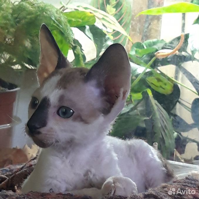 Котик корниш- рекс