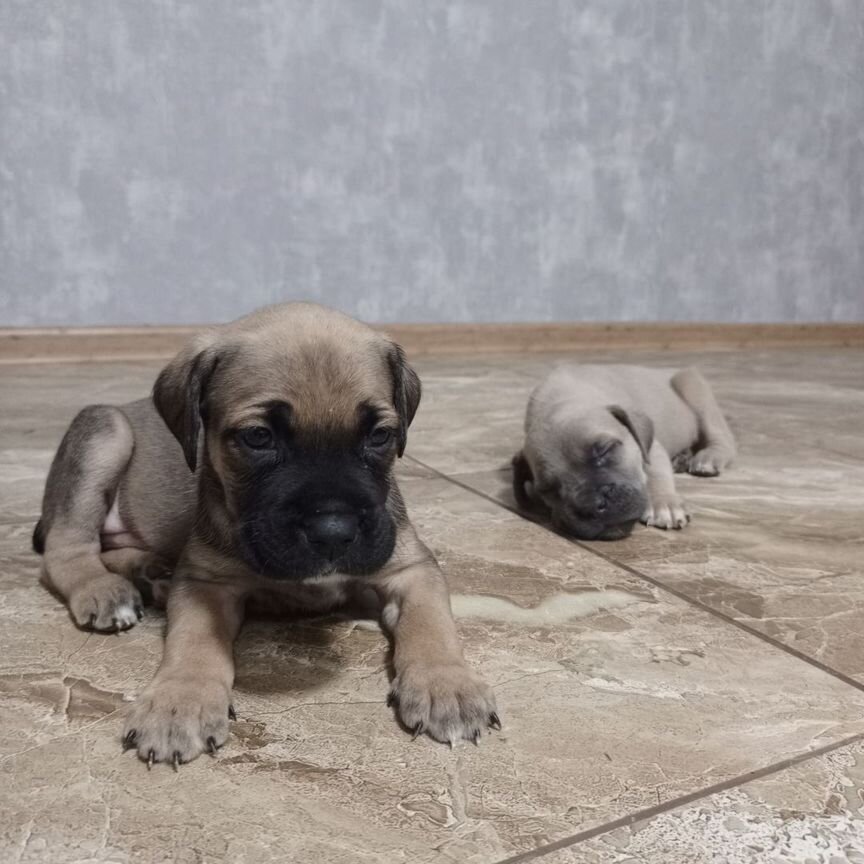 Щенки кане корсо форментино