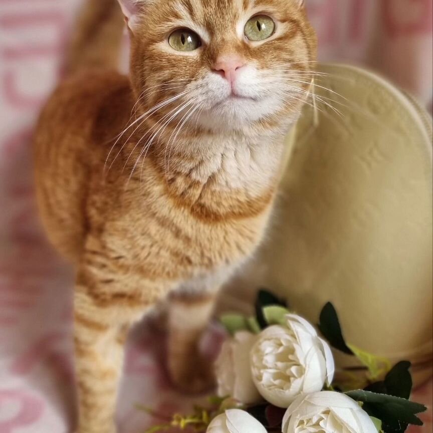 Рыжая кошка
