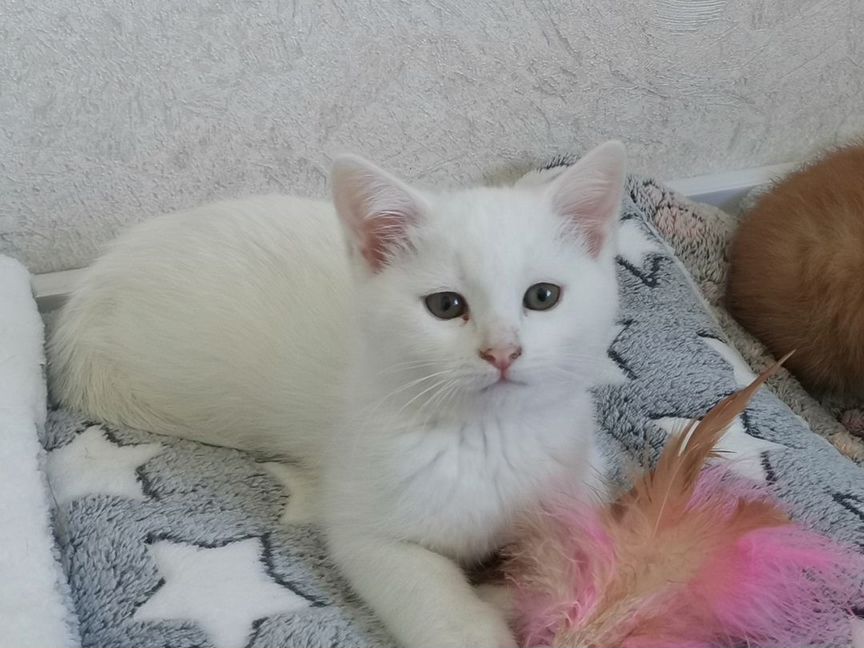 Котята в добрые ответственные руки