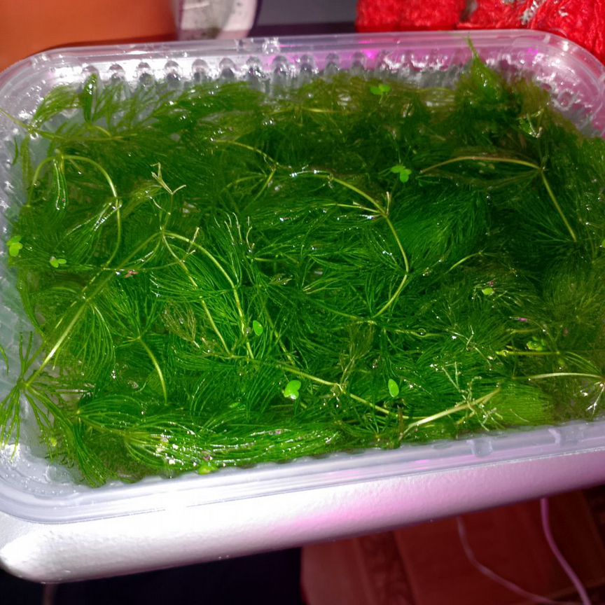 Роголистник, аквариумная травка