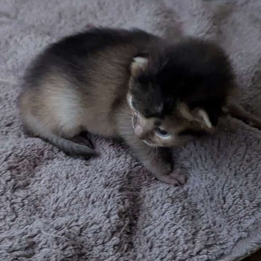 Котенок Чаузи