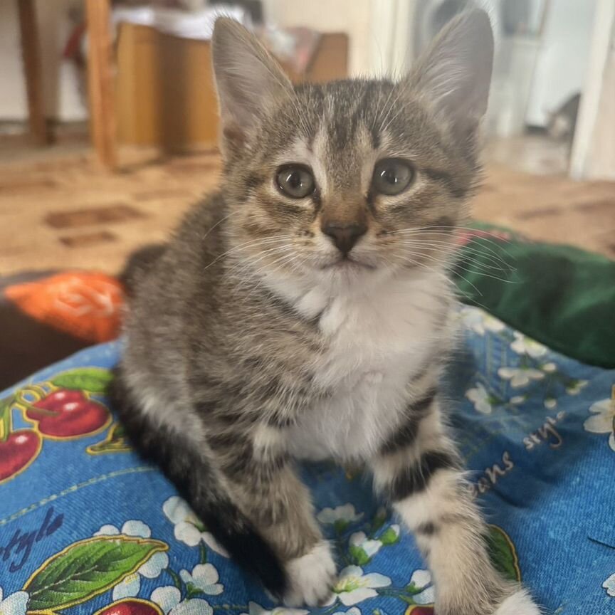 Котёнок в добрые руки