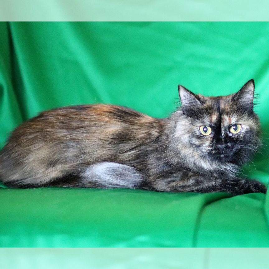 Отдам кота в добрые руки