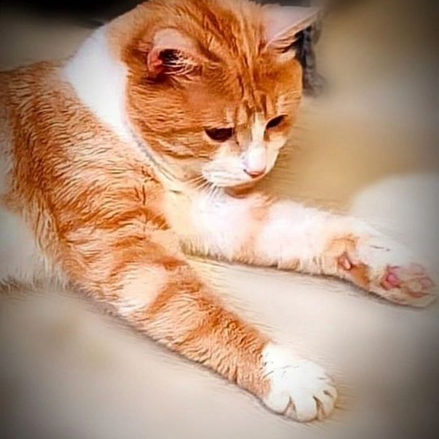 Кот с войны