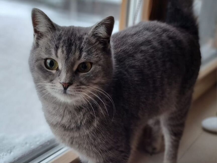 Британские котята