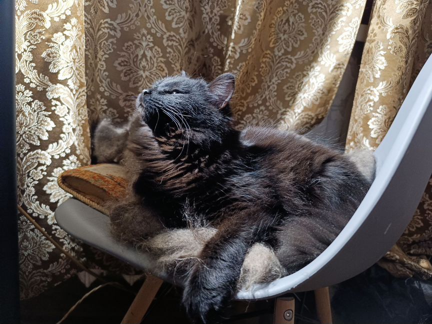 Кошка 7 месяцев