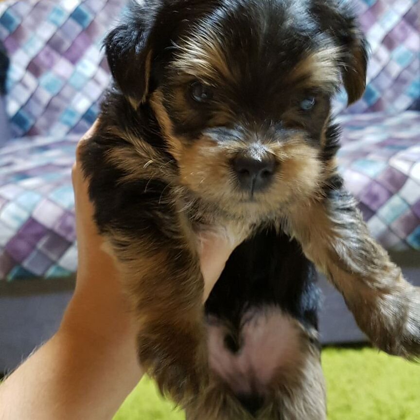 Йоркширский терьер щенки стандарт