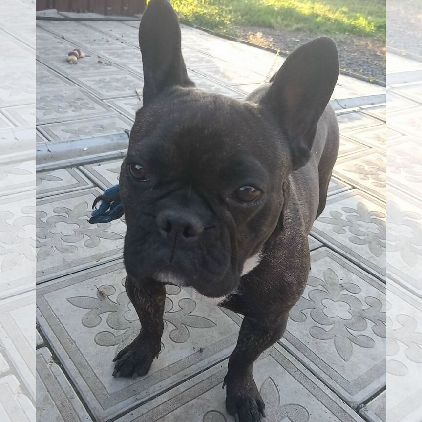 Французский бульдог, взрослая собака