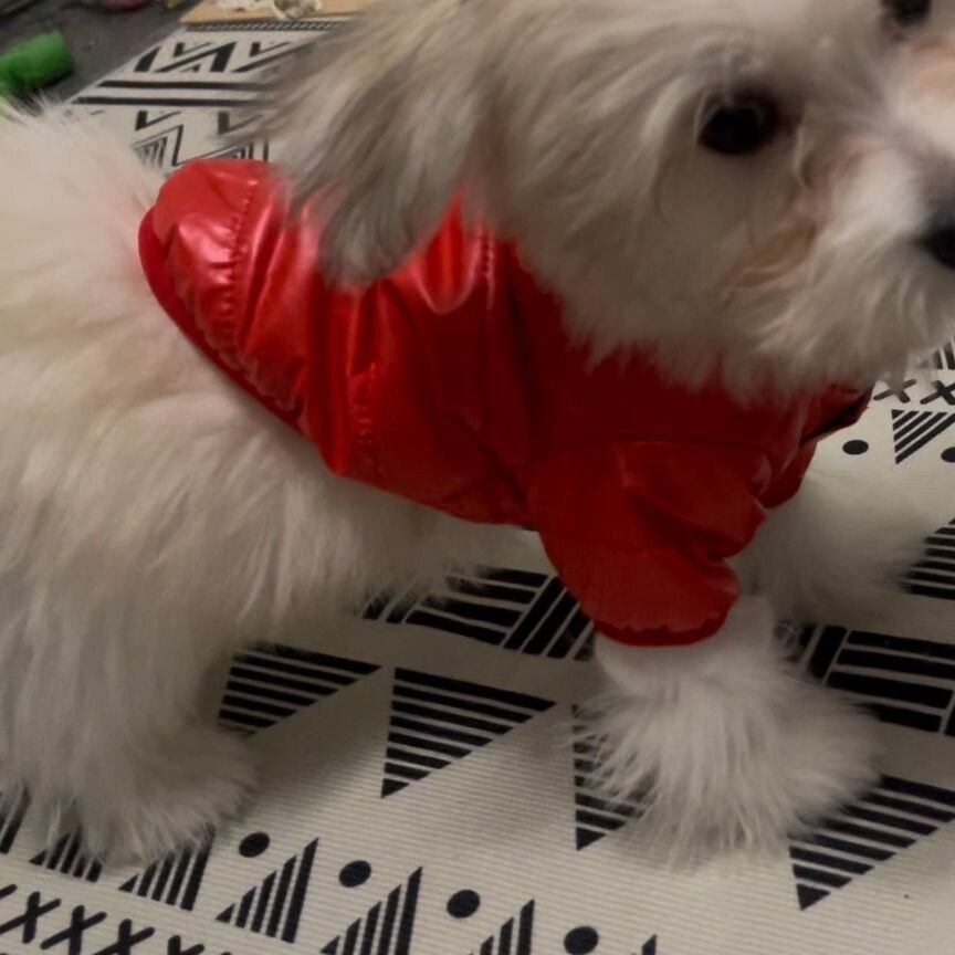 Куртка для собак мелких пород