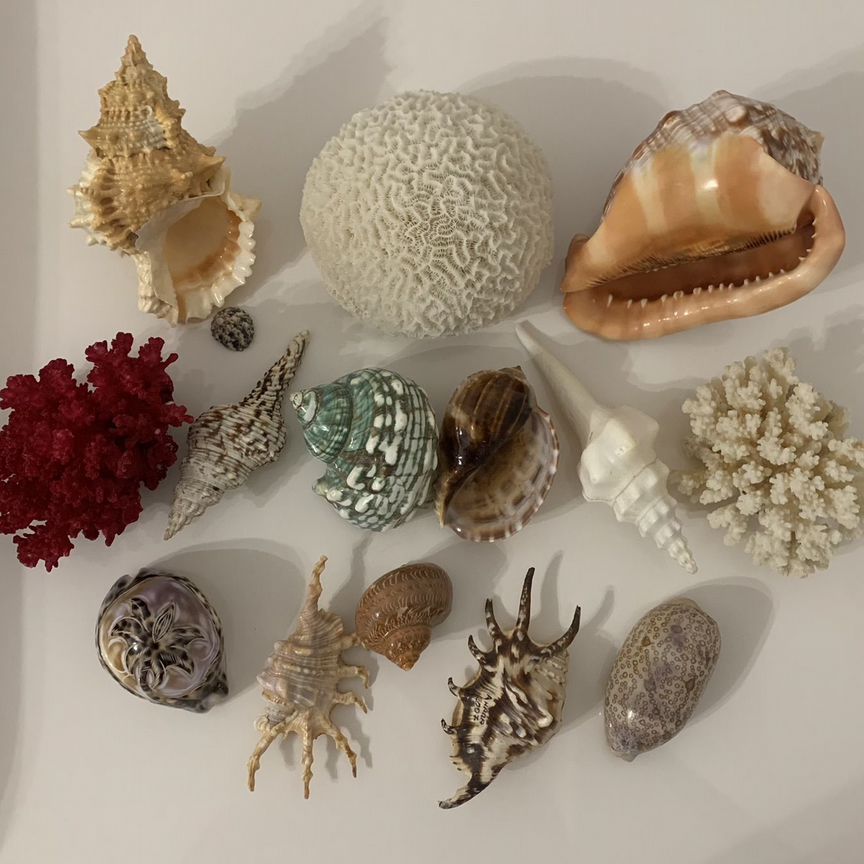 Морские кораллы и раковины (читать описание)