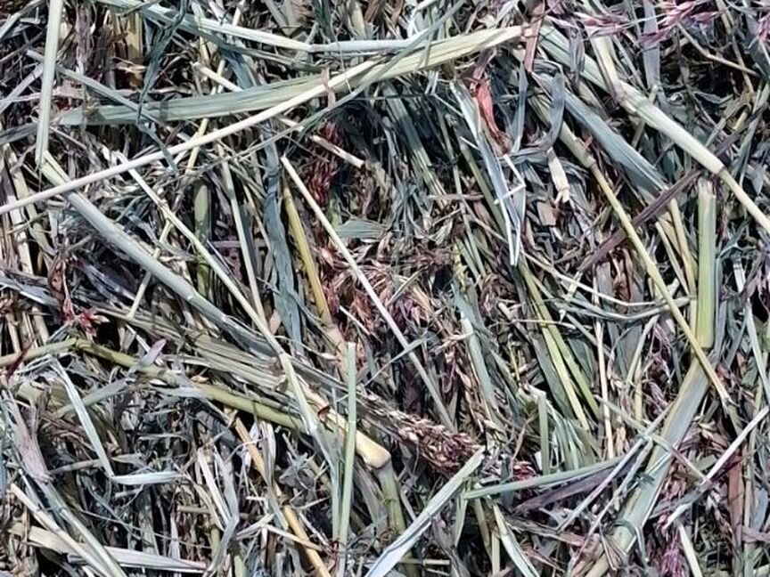 Сено суданка