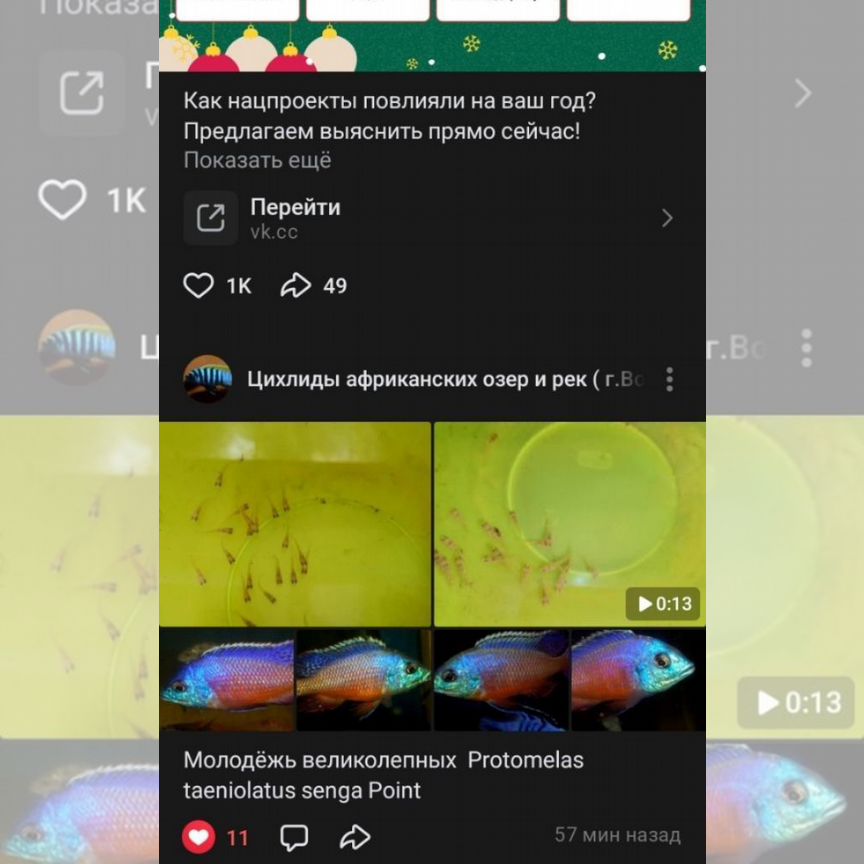 Цихлиды-protomelas taeniolatus senga point