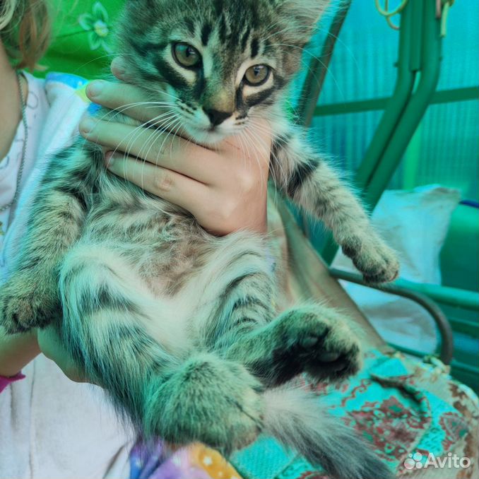 Милый котенок ищит дом