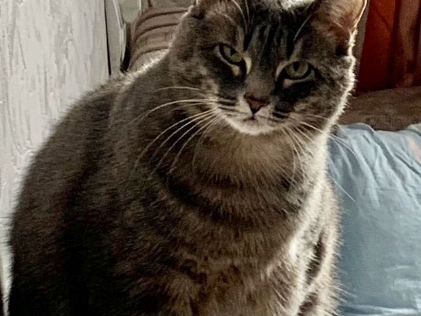 Кошка