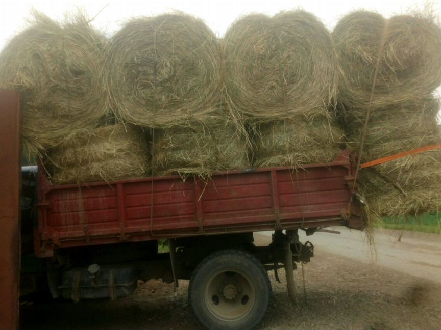Сено свежее полевое